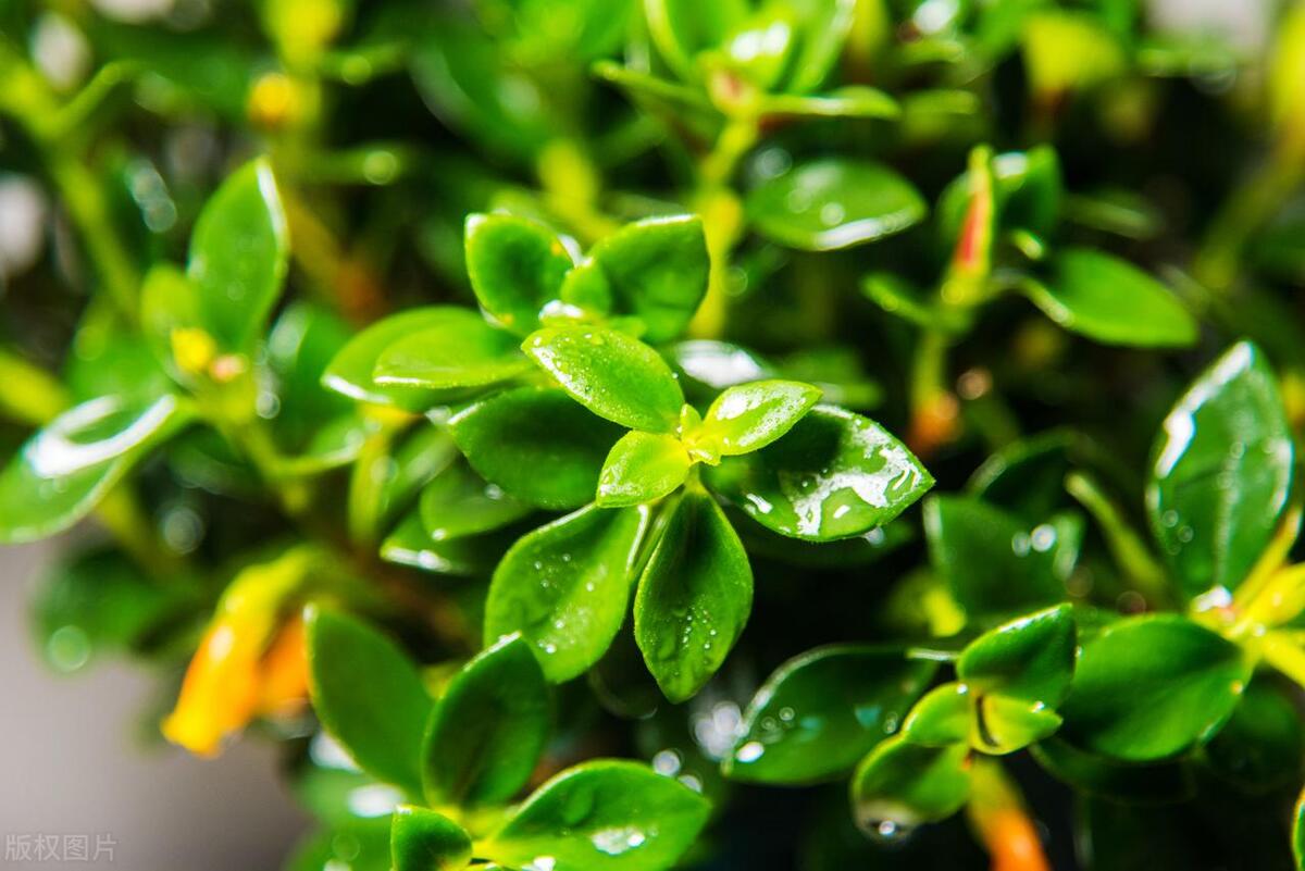 金鱼吊兰徒长？少浇水，勤晒太阳，叶子茂盛得不得了！